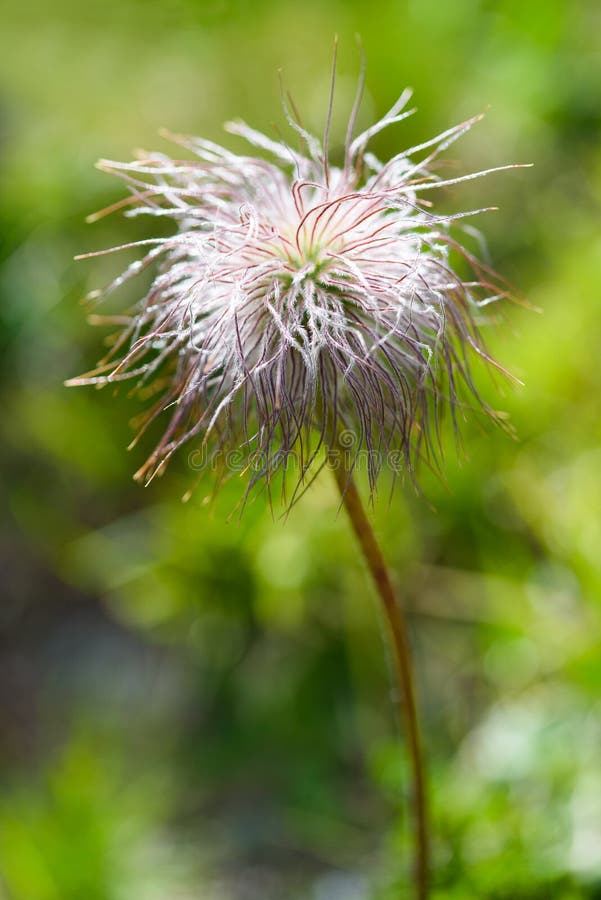 Alpine anemone fruit stock image. Image of fruit, wild - 96289907