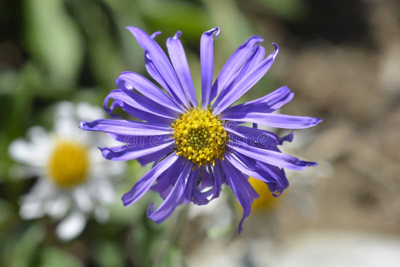 Alpine aster stock image. Image of outdoors, garden - 236023949