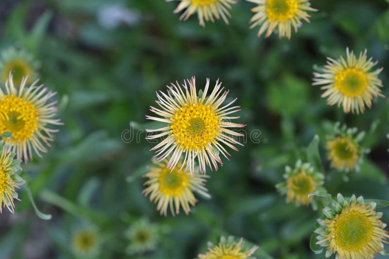 Alpine aster stock image. Image of botany, alpinus, alpine - 273016179