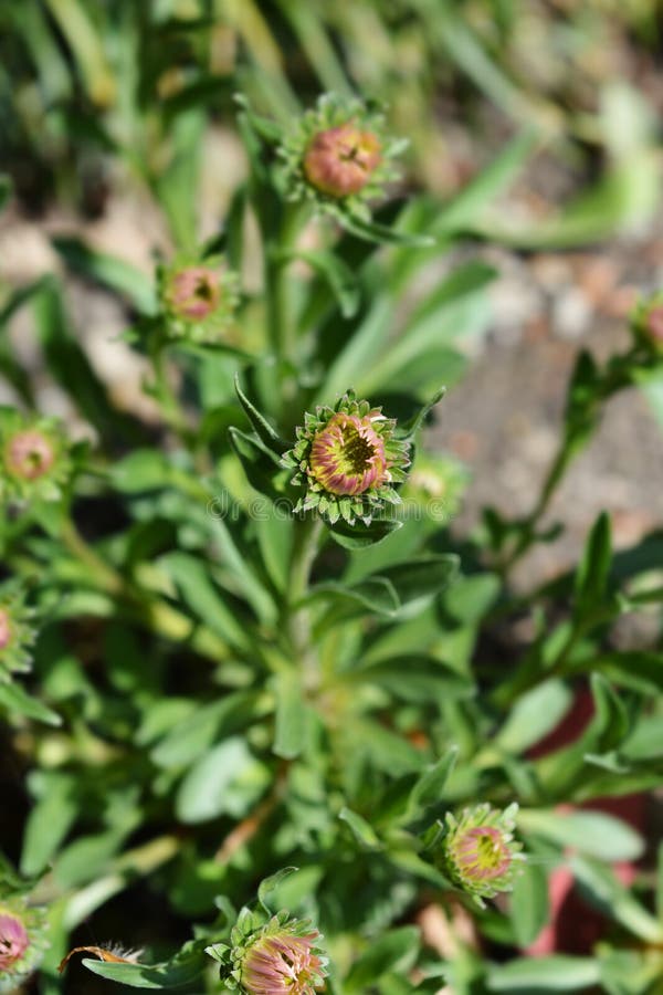 Alpine aster stock image. Image of nature, cultivar - 273439037