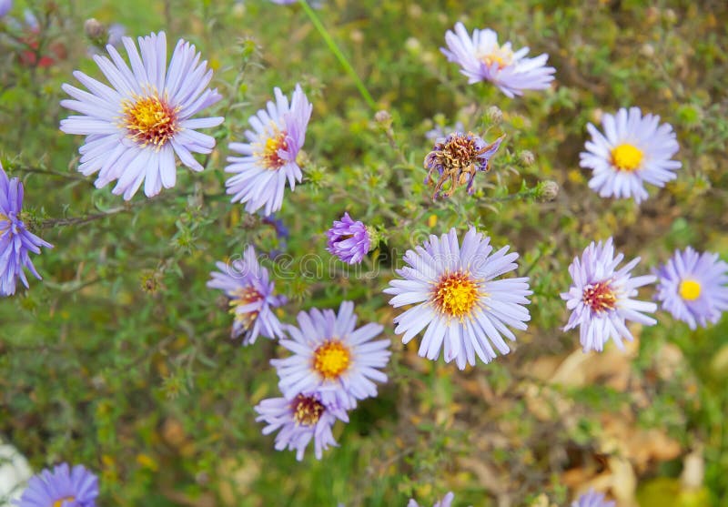 Alpine Aster Flower in Wide Angle View Stock Photo - Image of blurred ...
