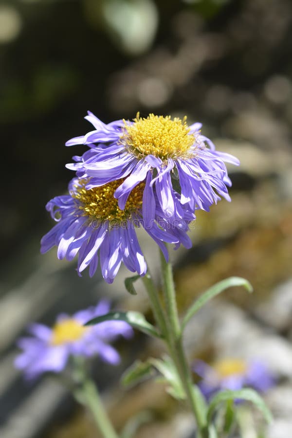 Alpine aster stock photo. Image of flower, nature, blue - 235547348