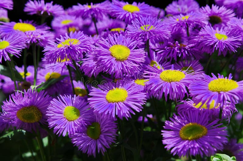 Alpine Aster flowers stock photo. Image of aroma, floral - 73141832