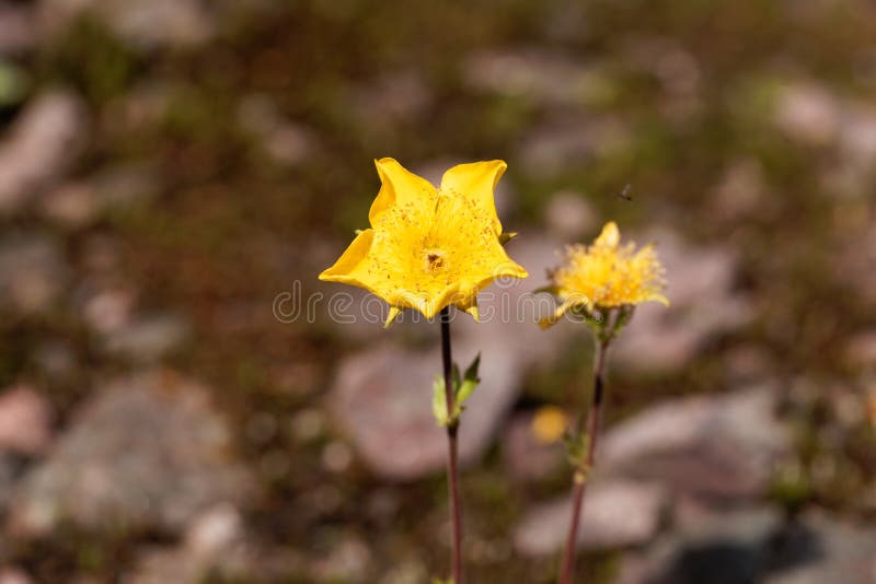 Alpine avens Geum montanum stock image. Image of macro - 94485917