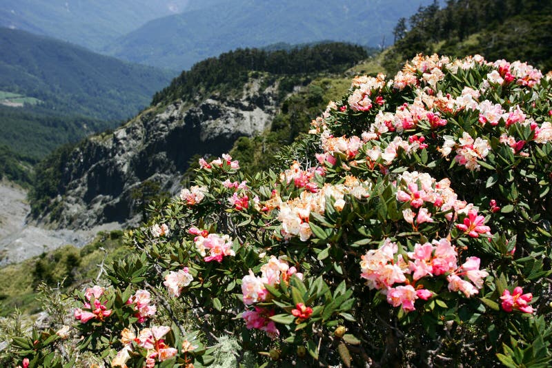 Alpine azalea stock photo. Image of taiwan, park, 3000m - 18182684