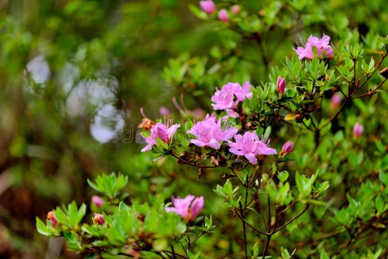Alpine azalea stock photo. Image of taiwan, park, 3000m - 18182684