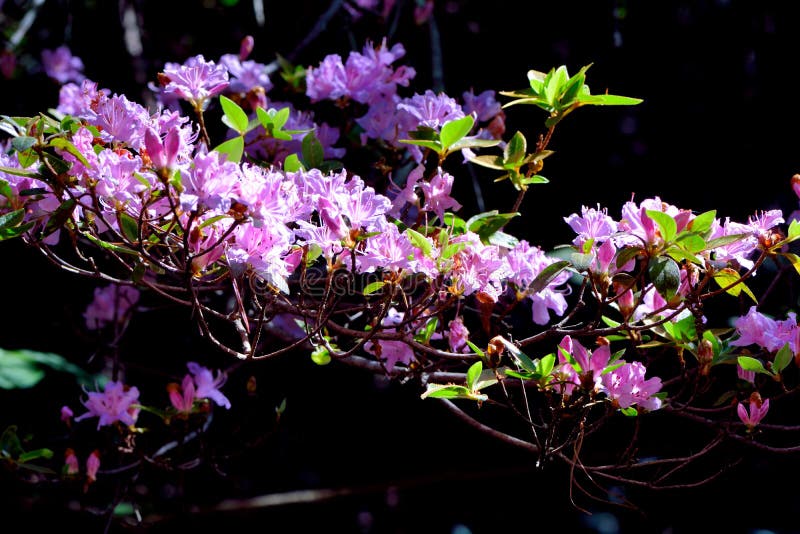 Alpine azalea blooms stock photo. Image of cherry, taiwan - 218481350