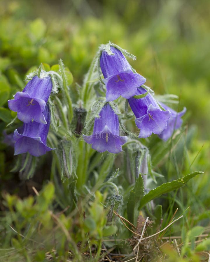 Alpine Bell Flowers in Summer Stock Photo - Image of flora, petal ...