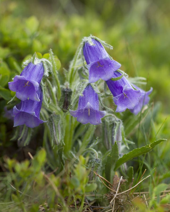 Alpine Bell Flowers Campanula Alpina Stock Image - Image of flora ...