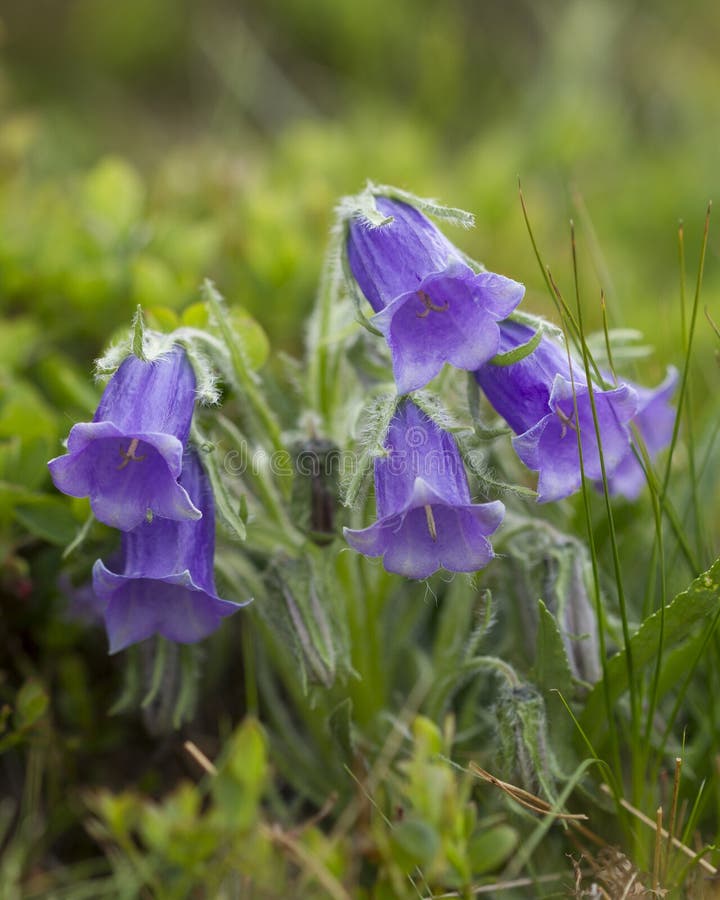 Alpine Bell Flowers Campanula Alpina Stock Image - Image of flora ...