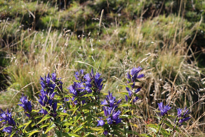 Alpine bell flowers stock image. Image of blossom, bell - 204410139