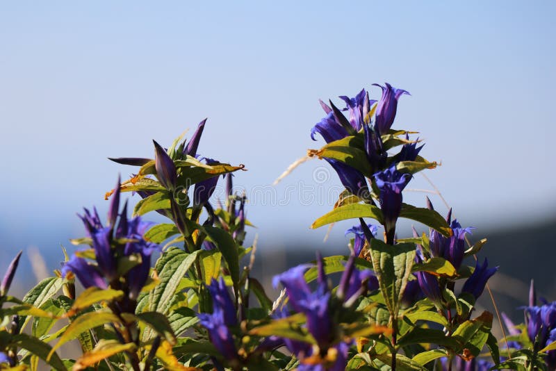 Alpine bell flowers stock image. Image of meadow, summer - 204410337