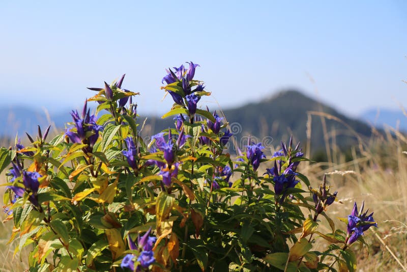 Alpine bell flowers stock image. Image of floral, growth - 204410339