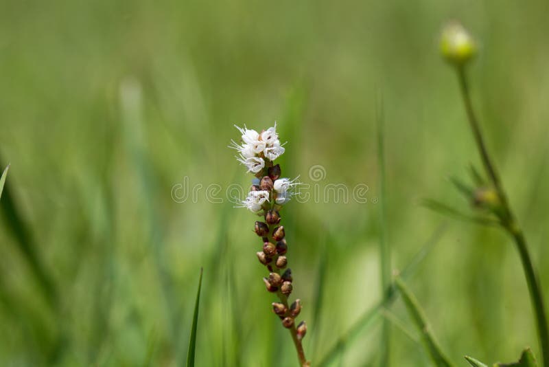 Alpine Bistort, Bistorta Vivipara Stock Photo - Image of alps, flora ...