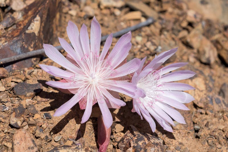 Alpine Bitter Root Wildflower Stock Image - Image of bloom, hiking ...