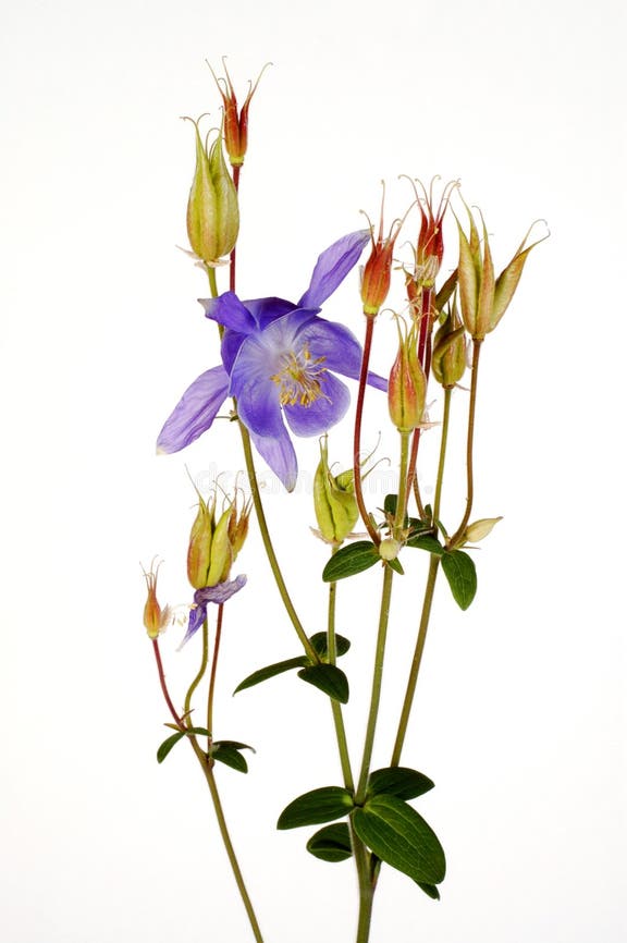 Alpine Blue Columbine stock image. Image of stamen, aquilegia - 27920415