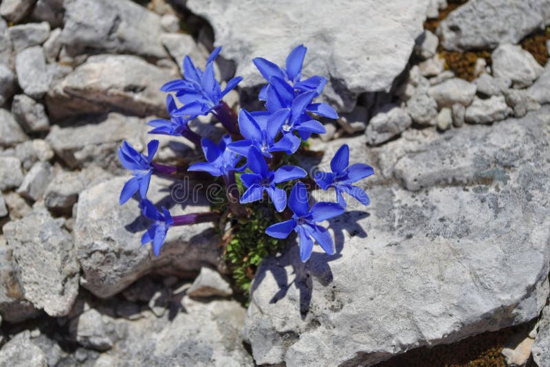 Alpine Blue Flowers - the Spring Gentian Stock Image - Image of ...