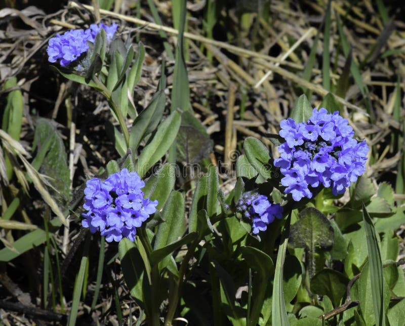 Alpine Bluebells Boraginaceae Borage Stock Photo - Image of beautiful ...