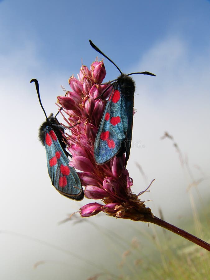 193 Alpine Butterflies Stock Photos - Free & Royalty-Free Stock Photos ...