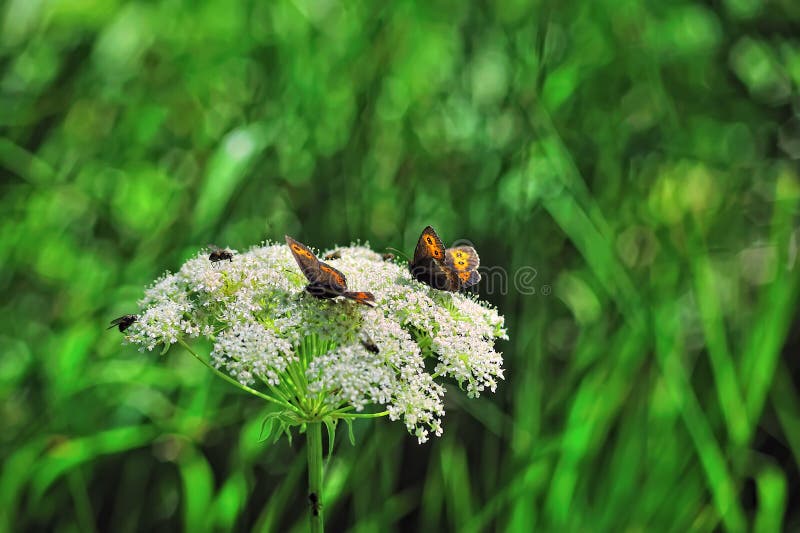 Alpine Butterflies on Daucus Flowers Stock Image - Image of color, gold ...