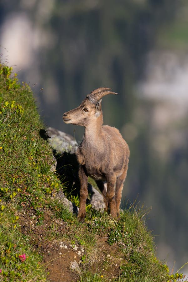 Alpine Capra Ibex Capricorn Standing in Steep Mountain Meadow Stock ...