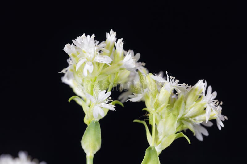 Alpine Catchfly Lychnis Alpina Stock Image - Image of blossom ...