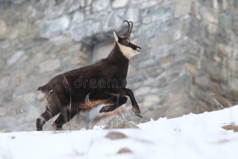 Alpine Chamois stock photo. Image of mountains, grey - 86747120