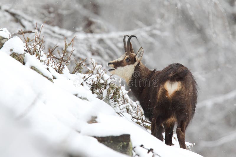Alpine Chamois stock photo. Image of chamois, time, forest - 86747286