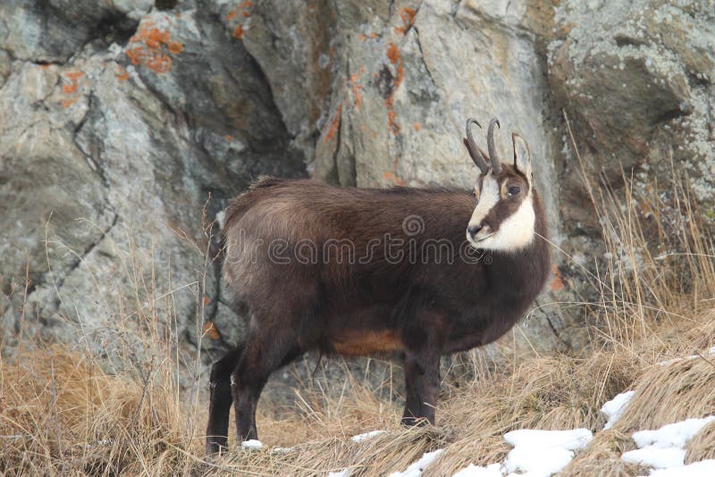 Alpine Chamois stock image. Image of mammal, southern - 86747327