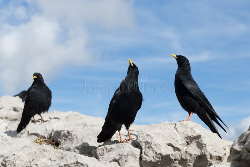 Alpine Chough (Pyrrhocorax Graculus) in Snow. Stock Image - Image of ...