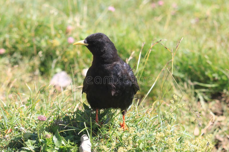 Alpine Chough stock image. Image of grass, animal, freedom - 19354039