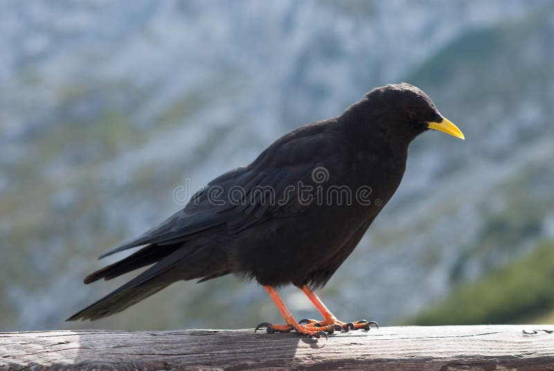 Alpine Chough stock photo. Image of fauna, cute, fowl - 21554532