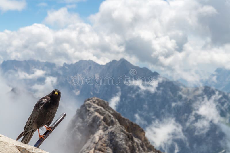 Alpine Chough (Pyrrhocorax Graculus) in Snow. Stock Image - Image of ...