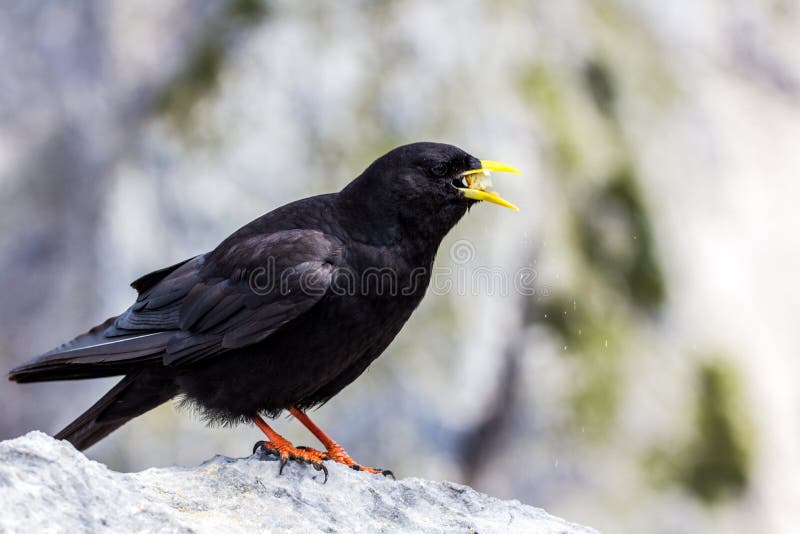 Alpine chough stock image. Image of animal, black, chough - 42294613