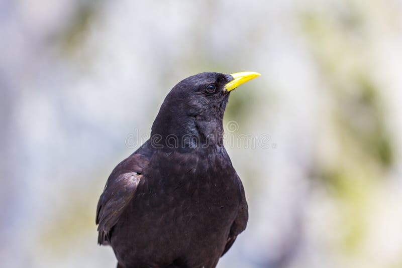 Alpine chough stock image. Image of graculus, bird, alps - 47618905