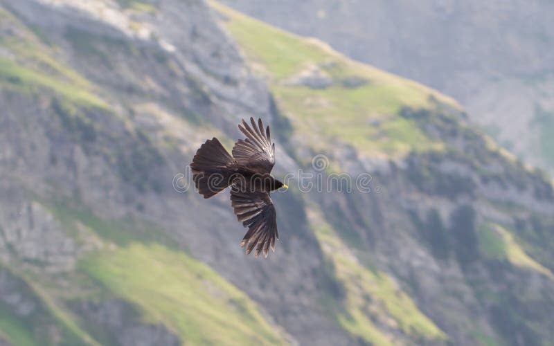 Alpine Chough (Pyrrhocorax Graculus) Flying Stock Image - Image of ...