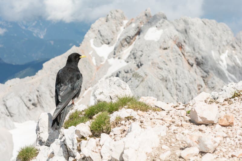 Alpine Chough Sitting on a Rock Stock Image - Image of closeup, view ...