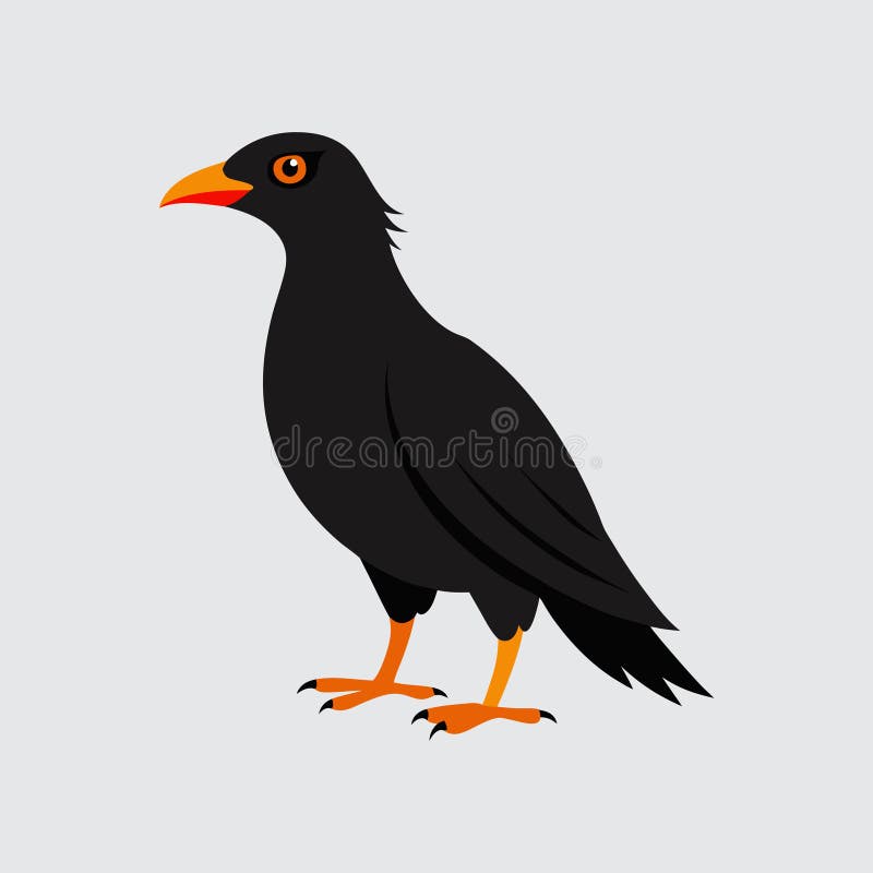 Alpine Chough Vector Art Illustration Stock Illustration - Illustration ...