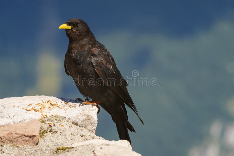 Alpine Chough or Yellow-billed Chough Stock Image - Image of jackdaw ...