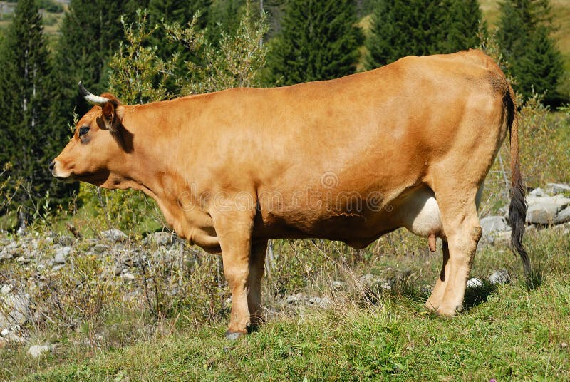 Alpine cow stock photo. Image of beaufortin, calf, savoy - 17455874