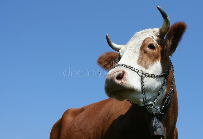 Cow portrait stock photo. Image of animal, comical, rural - 2244966