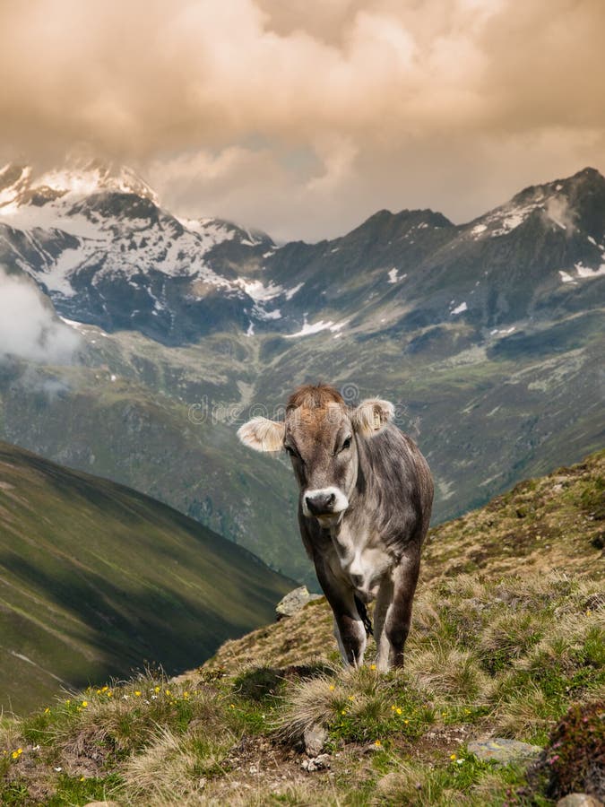 Alpine Cow in Sellrein Area Stock Photo - Image of cute, livestock ...