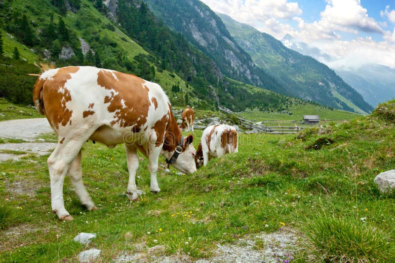 Alpine cows stock image. Image of animal, blue, landscape - 25669823