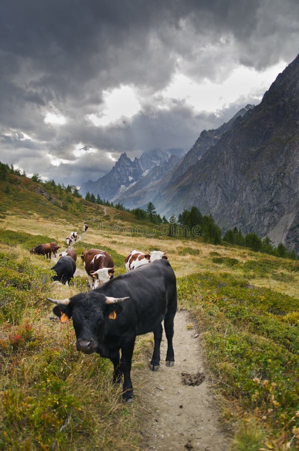Alpine cows stock photo. Image of aspirations, exploration - 27073474