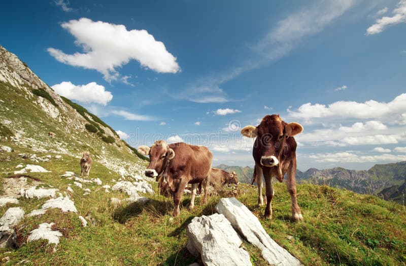 Alpine cows in mountains stock image. Image of sunny - 99619813