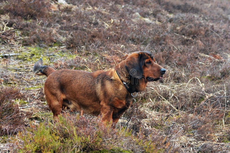 Alpine Dachsbracke a Great Medium Sized Hunting Dog Stock Photo - Image ...