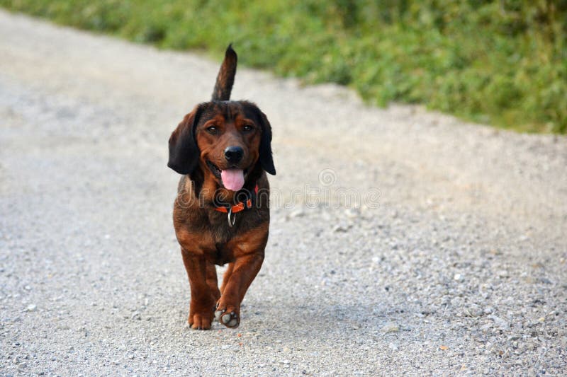 The Alpine Dachsbracke stock image. Image of toingh - 251134019