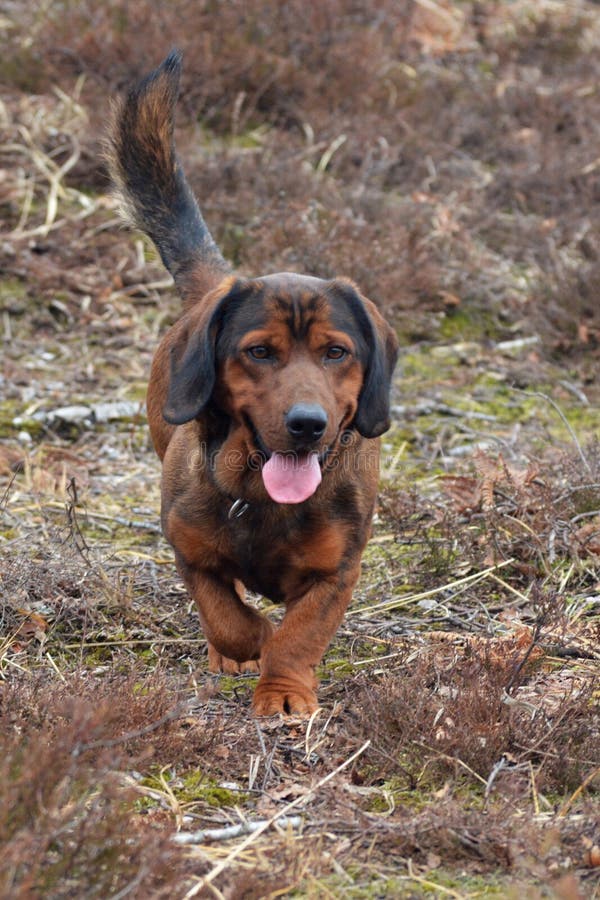 Alpine Dachsbracke on the Walk Stock Photo - Image of hound, nice ...