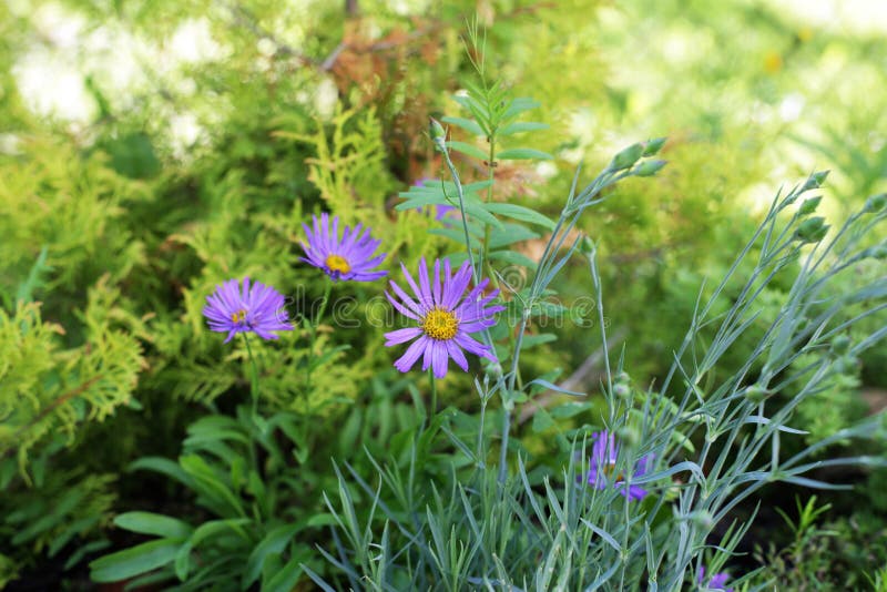 Alpine Daisy in the garden stock image. Image of alpinus - 108661779