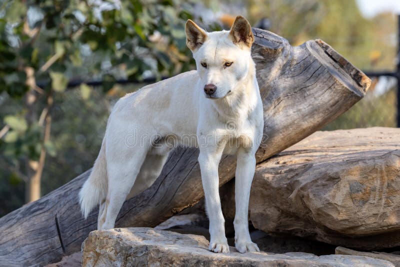 Dingo in Australian Outback Stock Photo - Image of australian, nature ...